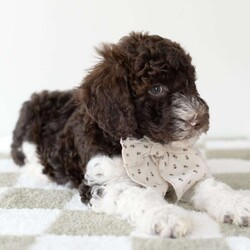 Female Standard Poodle Puppy is available for sale- Dog the Love