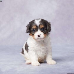 Male Cavapoo Puppy is available for sale- Dog the Love