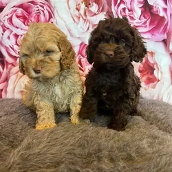 2 male / 1 female Cockapoo is available for adoption