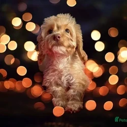 3 female / 3 male Cockapoo is available for adoption