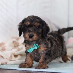 Male Cavapoo Puppy is available for sale- Dog the Love