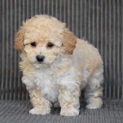 Male Bich-Poo Puppy is available for sale- Dog the Love