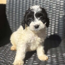 Female Cockapoo is available for adoption