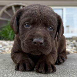 Male Labrador Retriever is available for adoption