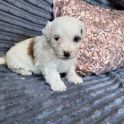 Female Cockapoo is available for adoption