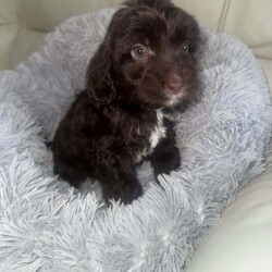 Female Cockapoo is available for adoption
