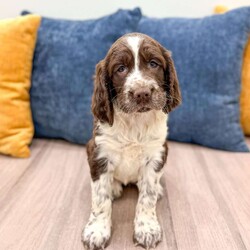 Female English Springer Spaniel Puppy is available for sale- Dog the Love