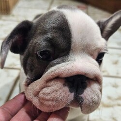 Female PuppySpot is available for adoption